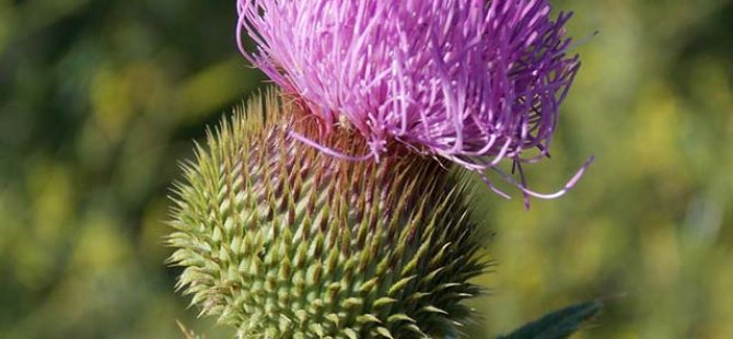 Dulavrat otunun faydaları